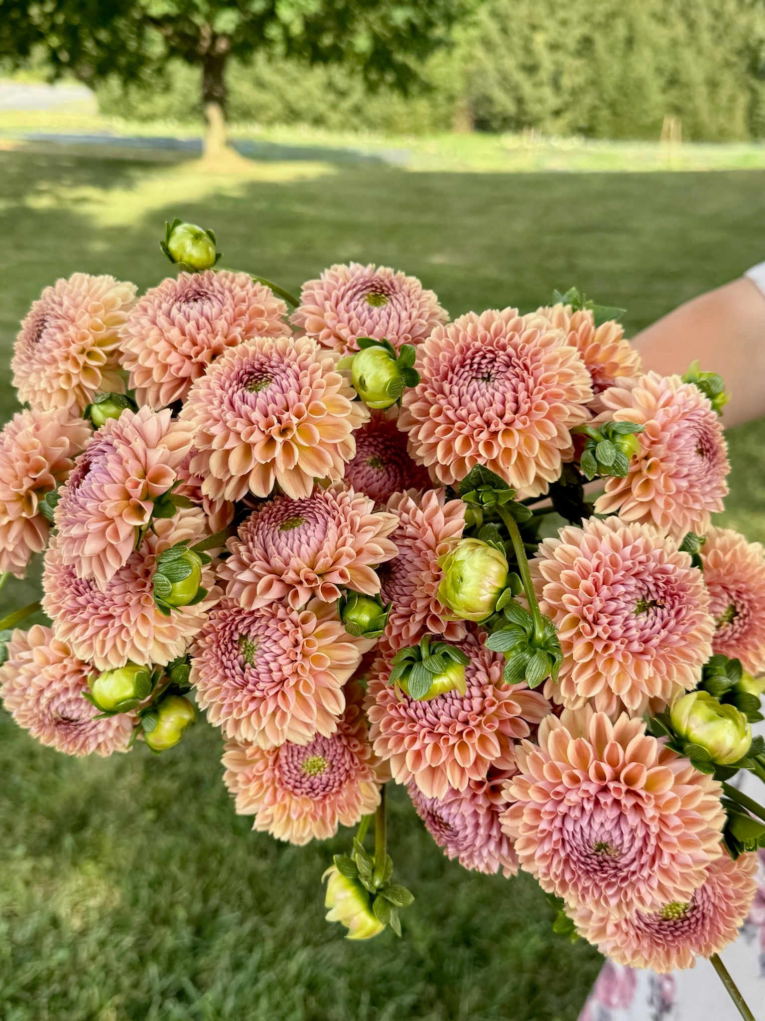 Valley Tawny Dahlia Tuber – Inspiring Blooms LLC