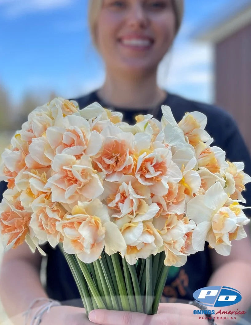 Sweet Paradise Narcissus – Inspiring Blooms LLC