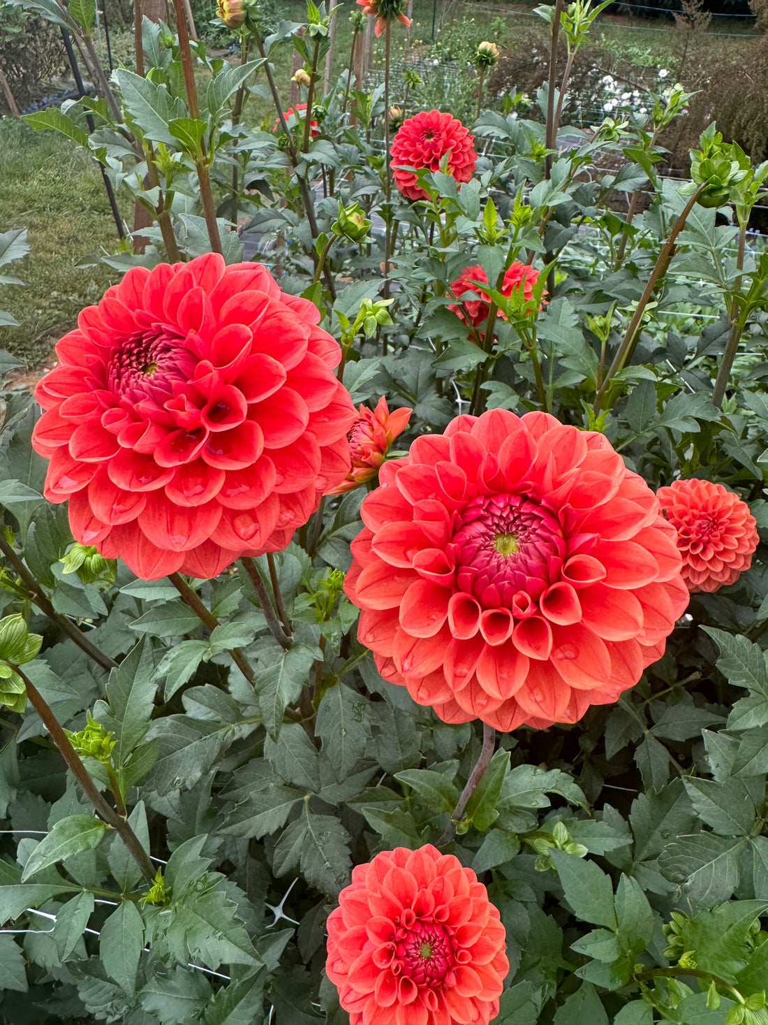 Tahoma Amble Dahlia Tuber – Inspiring Blooms LLC