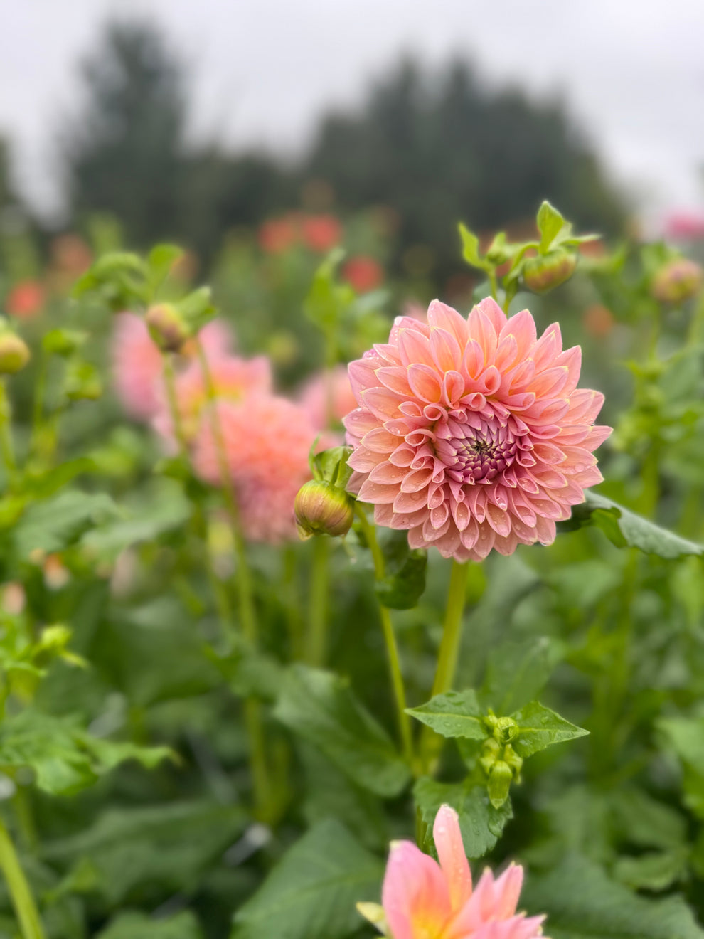 Castle Drive Dahlia Tuber – Inspiring Blooms LLC