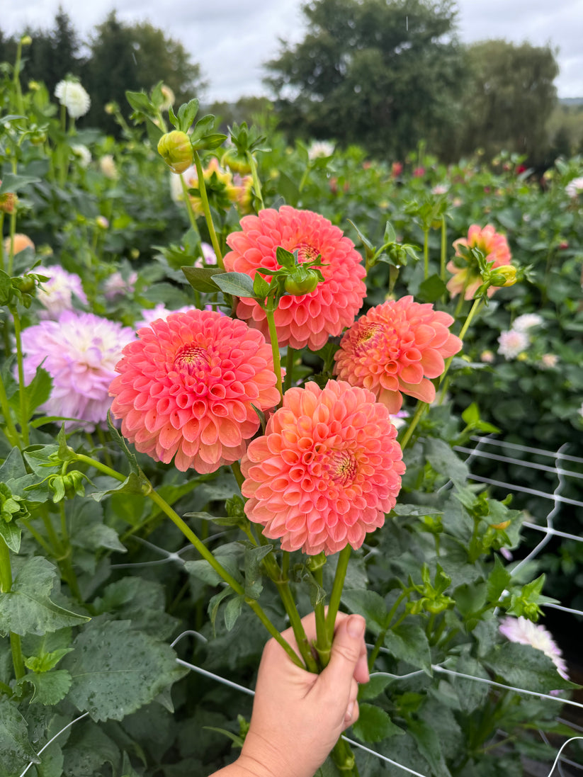 Jowey Nicky Dahlia Tuber – Inspiring Blooms LLC