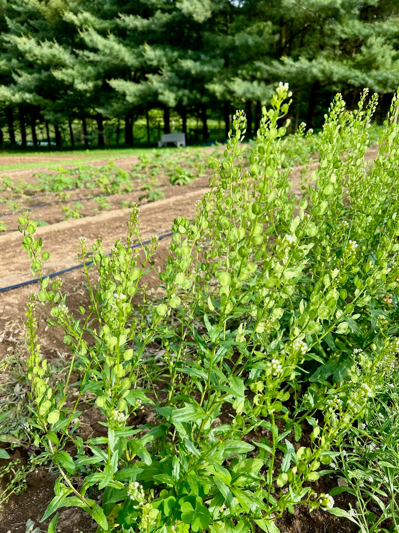 Penny Cress Seed – Inspiring Blooms LLC