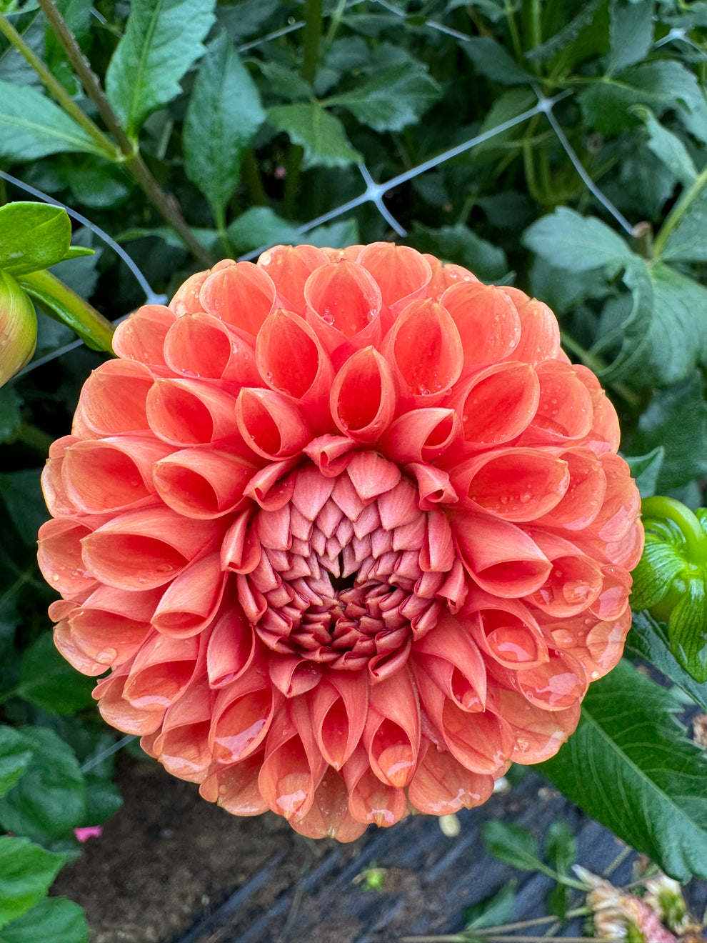 Cornel Bronze Dahlia Tuber – Inspiring Blooms LLC