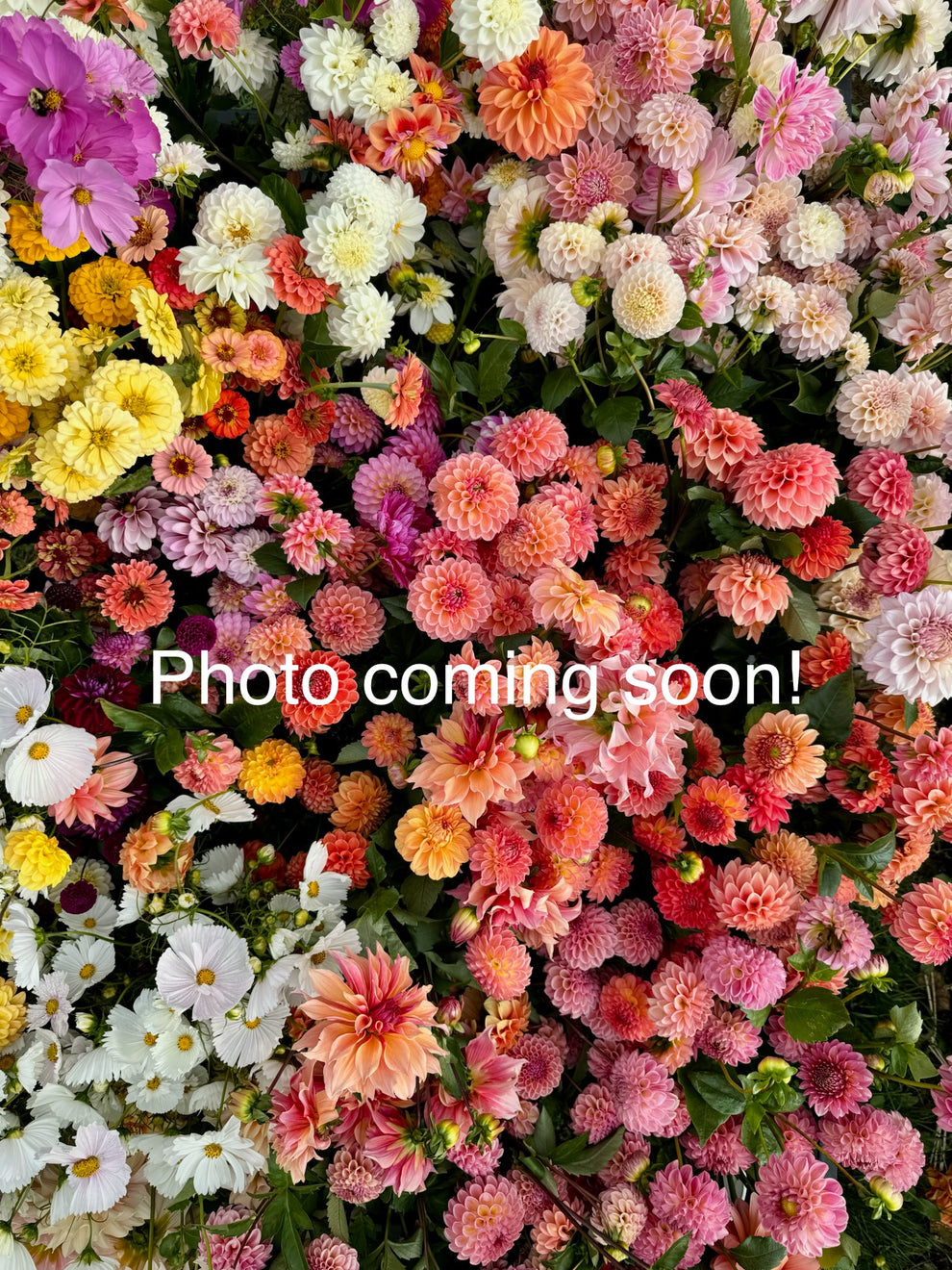 Bloomquist York Dahlia Tuber – Inspiring Blooms LLC