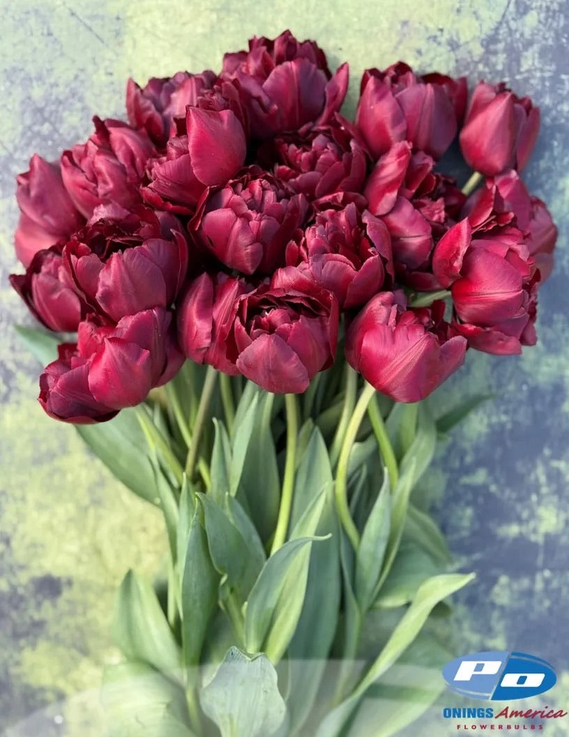 Palmyra Tulip Bulb – Inspiring Blooms LLC